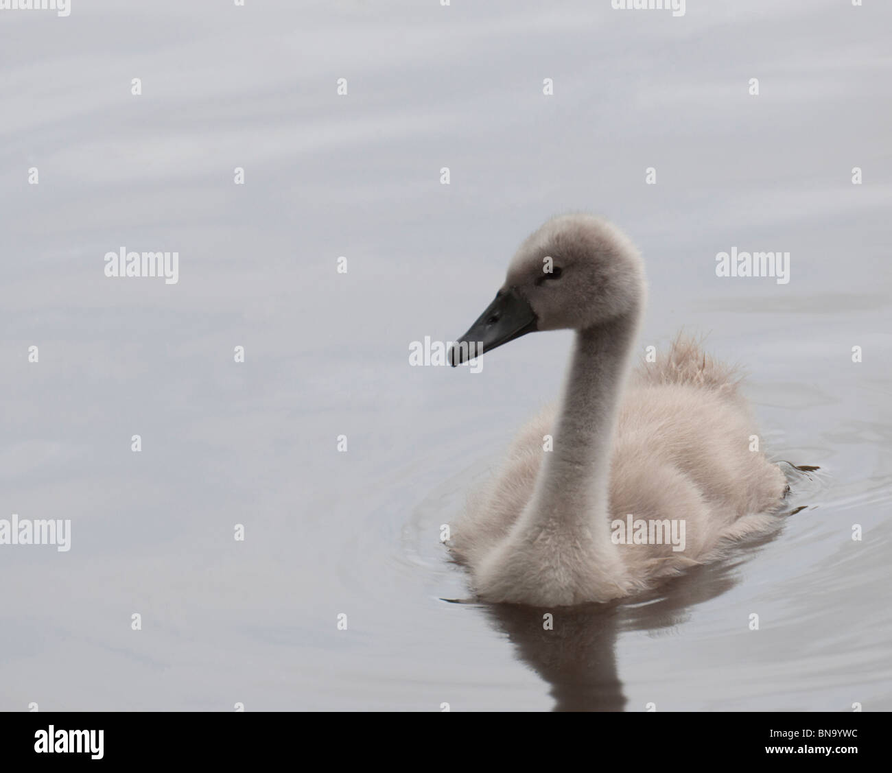 Mute swan cygnet Stock Photo - Alamy