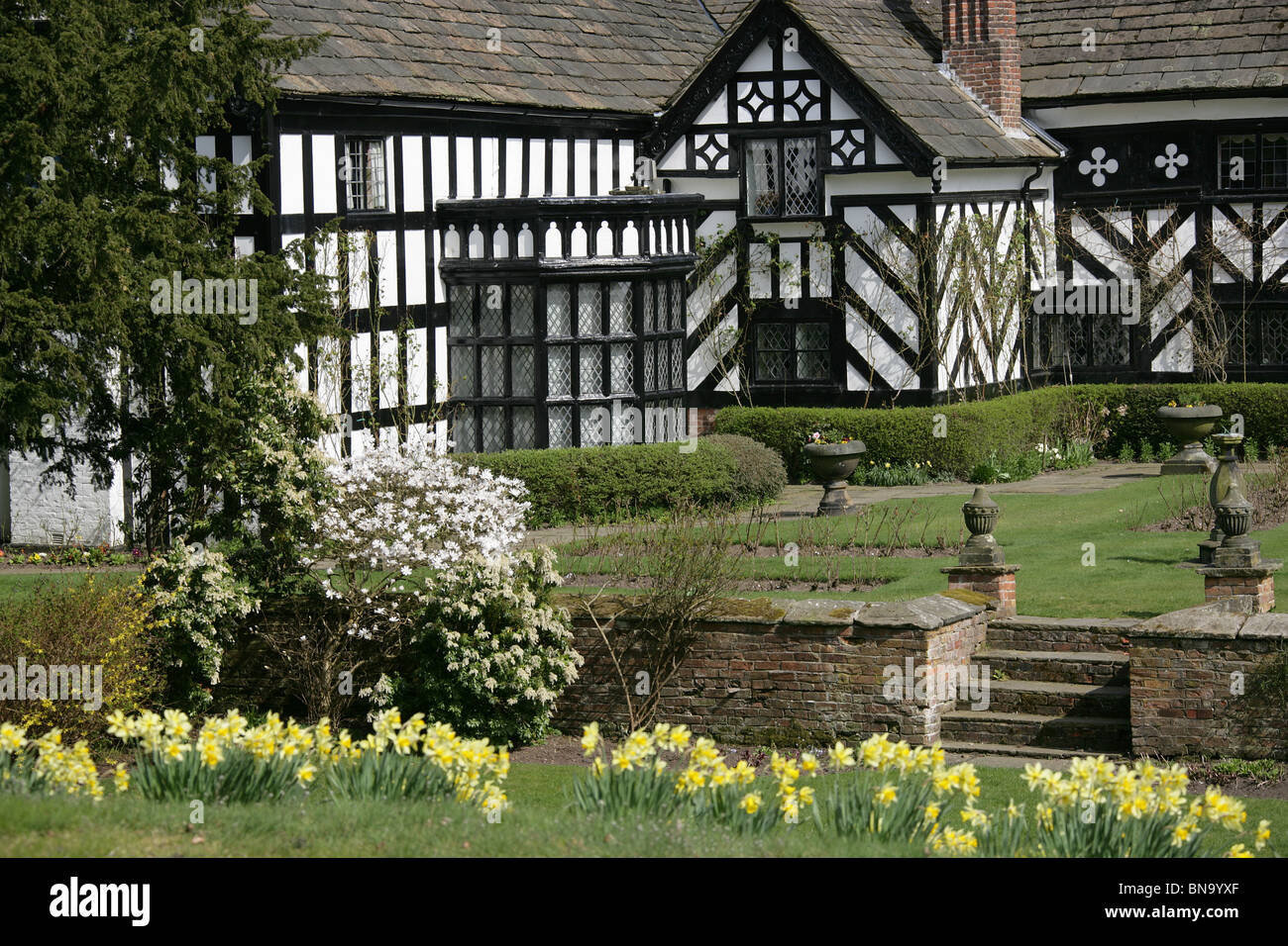 Gawsworth Old Hall, England. Daffodils in full bloom with the west ...