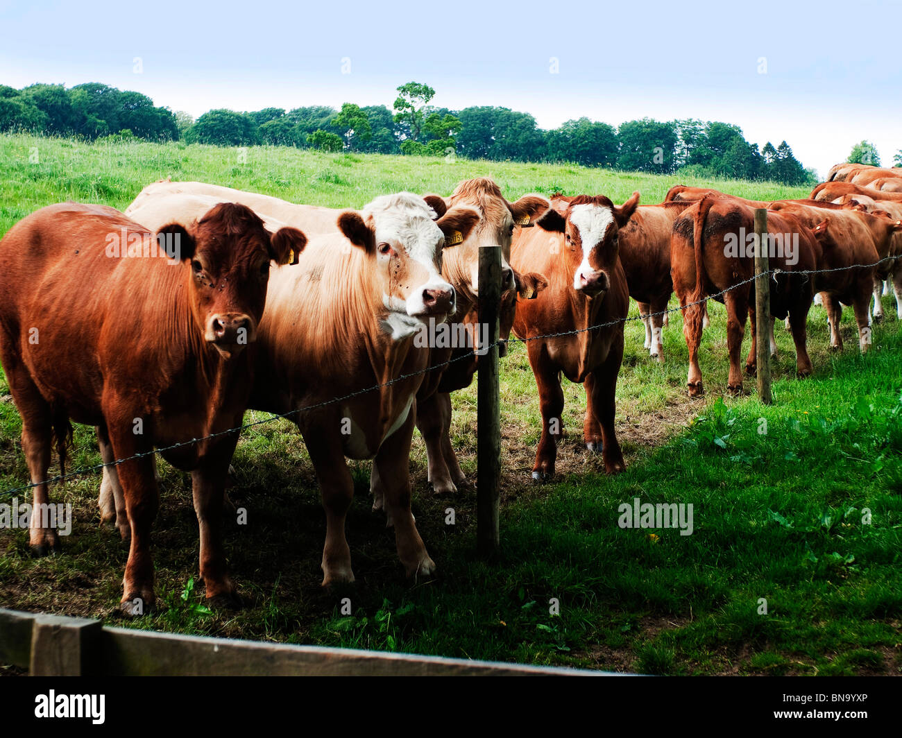 cattle in field farmland countryside Stock Photo - Alamy