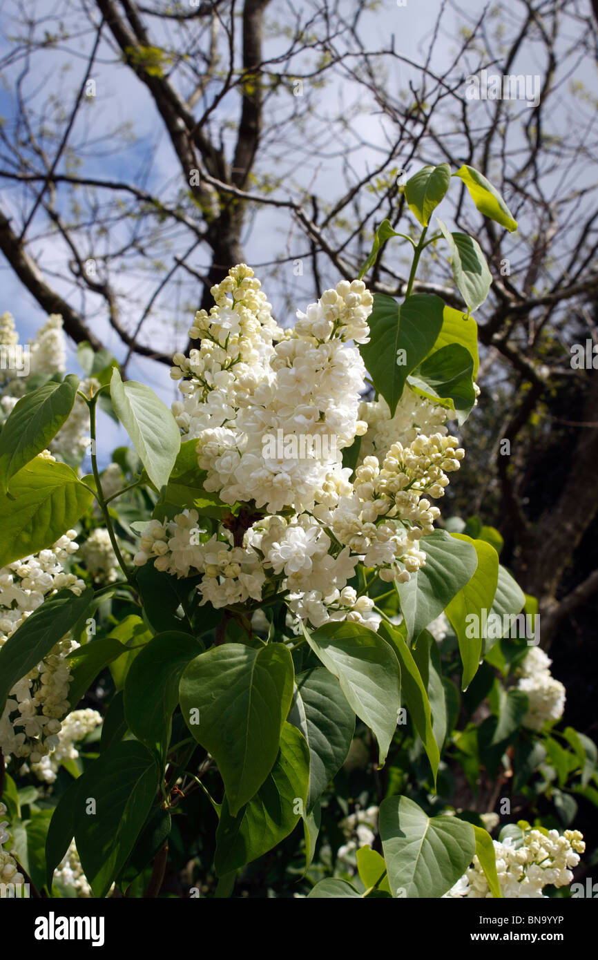 SYRINGA. WHITE LILAC Stock Photo - Alamy