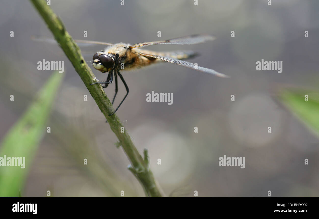 A Broad-bodied Chaser Dragonfly (Libellula depressa), England, UK Stock ...
