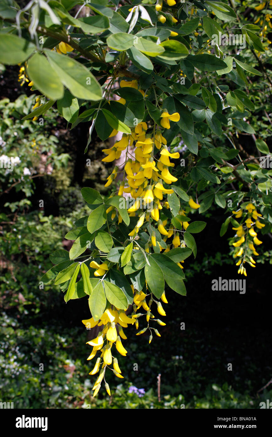 THE FLOWERS OF LABURNUM. GOLDEN RAIN Stock Photo - Alamy