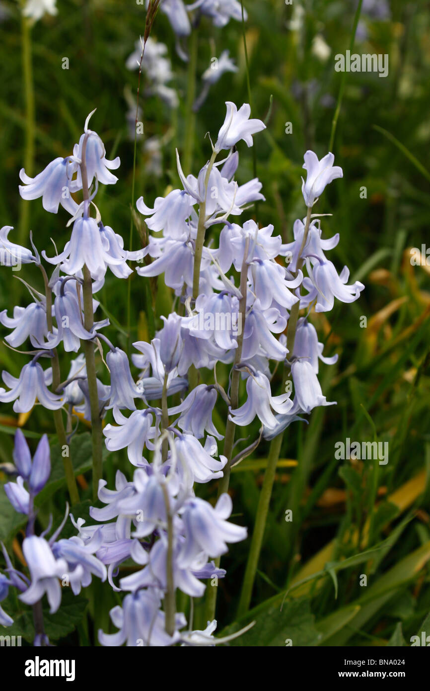 HYACINTHOIDES NON-SCRIPTA. ENGLISH BLUEBELLS Stock Photo - Alamy