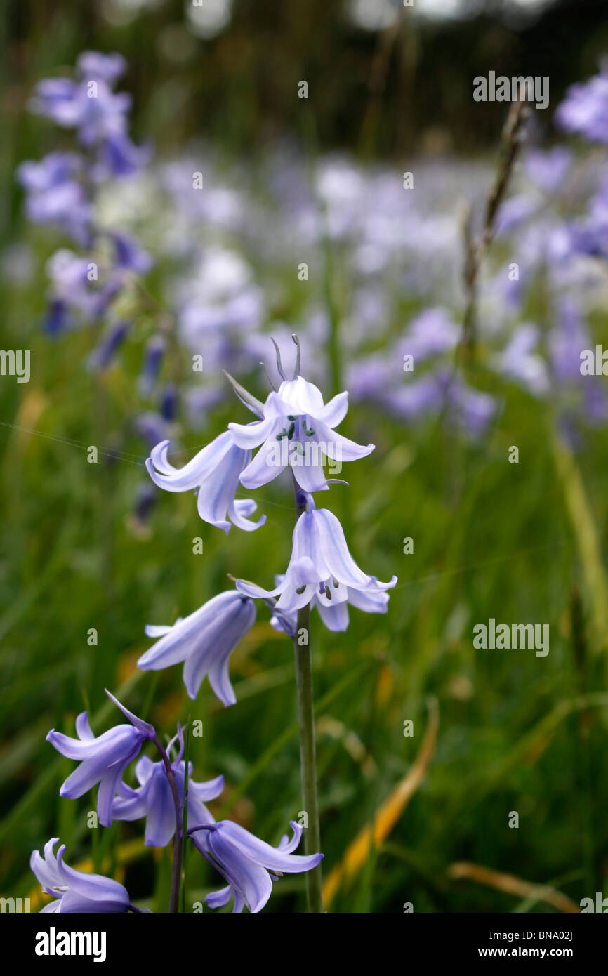 Hyacinthoides Non Scripta Gardening High Resolution Stock Photography ...