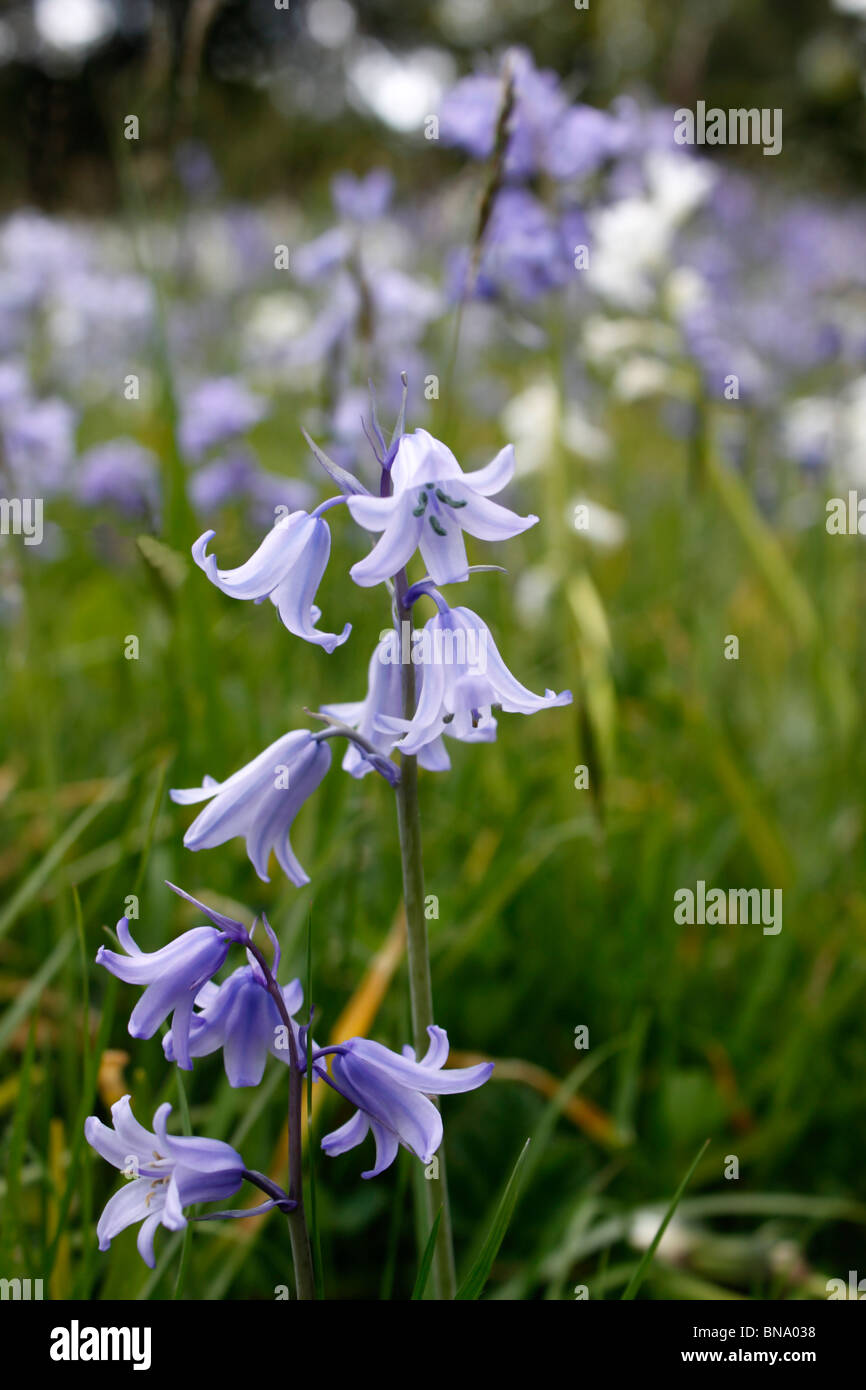 HYACINTHOIDES NON-SCRIPTA. ENGLISH BLUEBELLS Stock Photo - Alamy