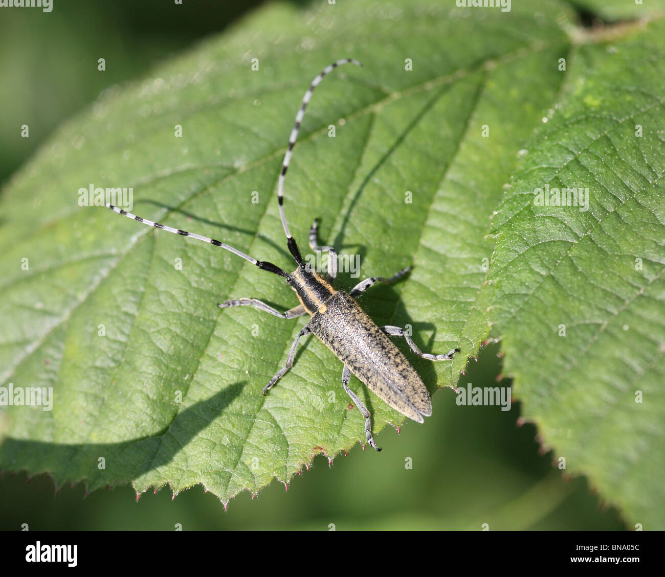A close up of a Longhorn Beetle (Agapanthia villosoviridescens Stock ...