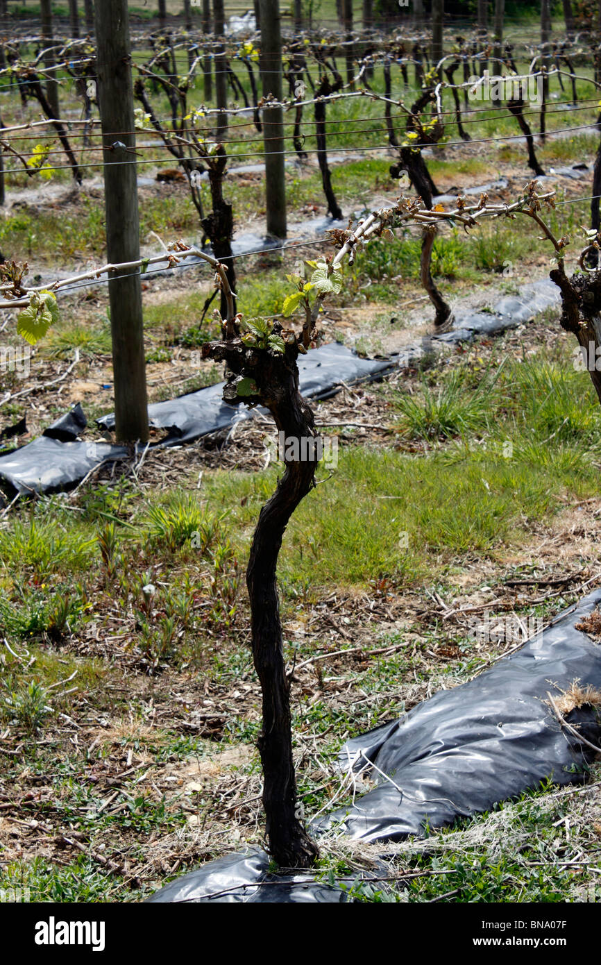 NEW SHOOTS ON A GRAPE VINE IN EARLY SUMMER Stock Photo - Alamy