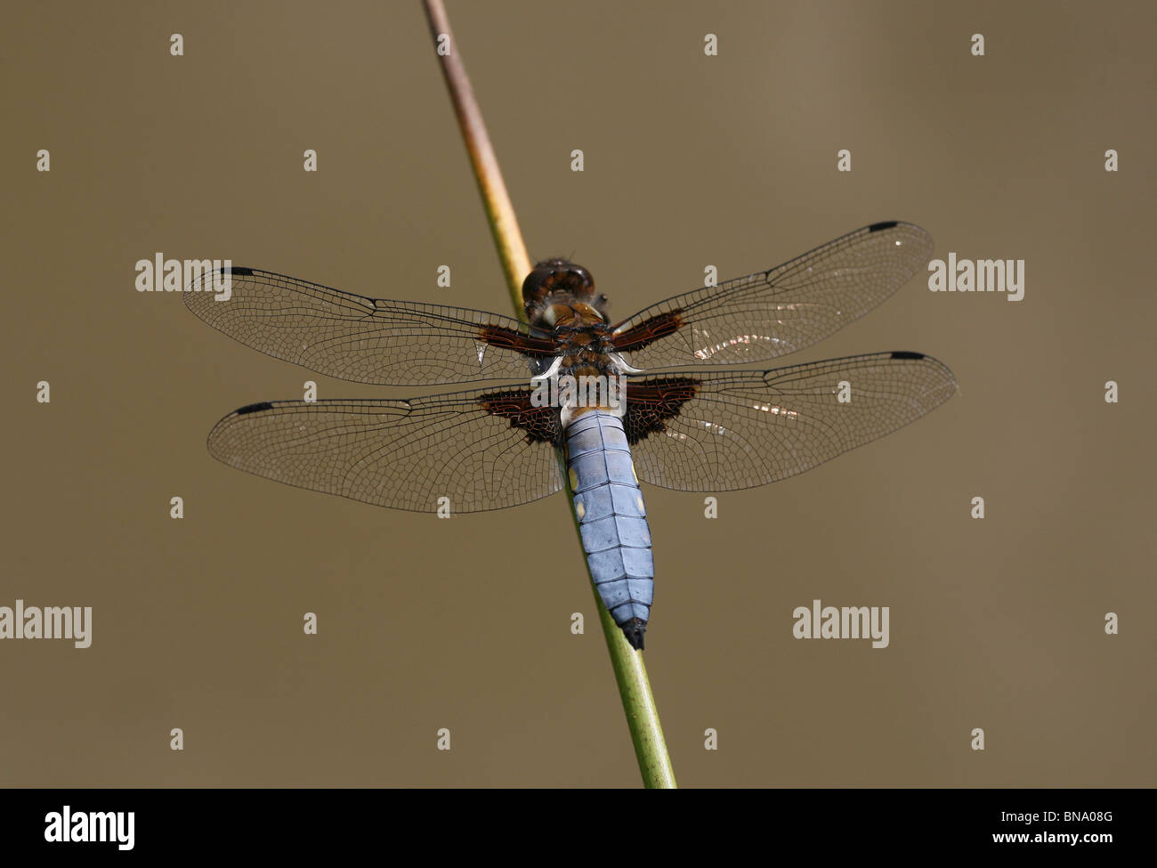 A male Broad-bodied Chaser Dragonfly (Libellula depressa), England, UK ...