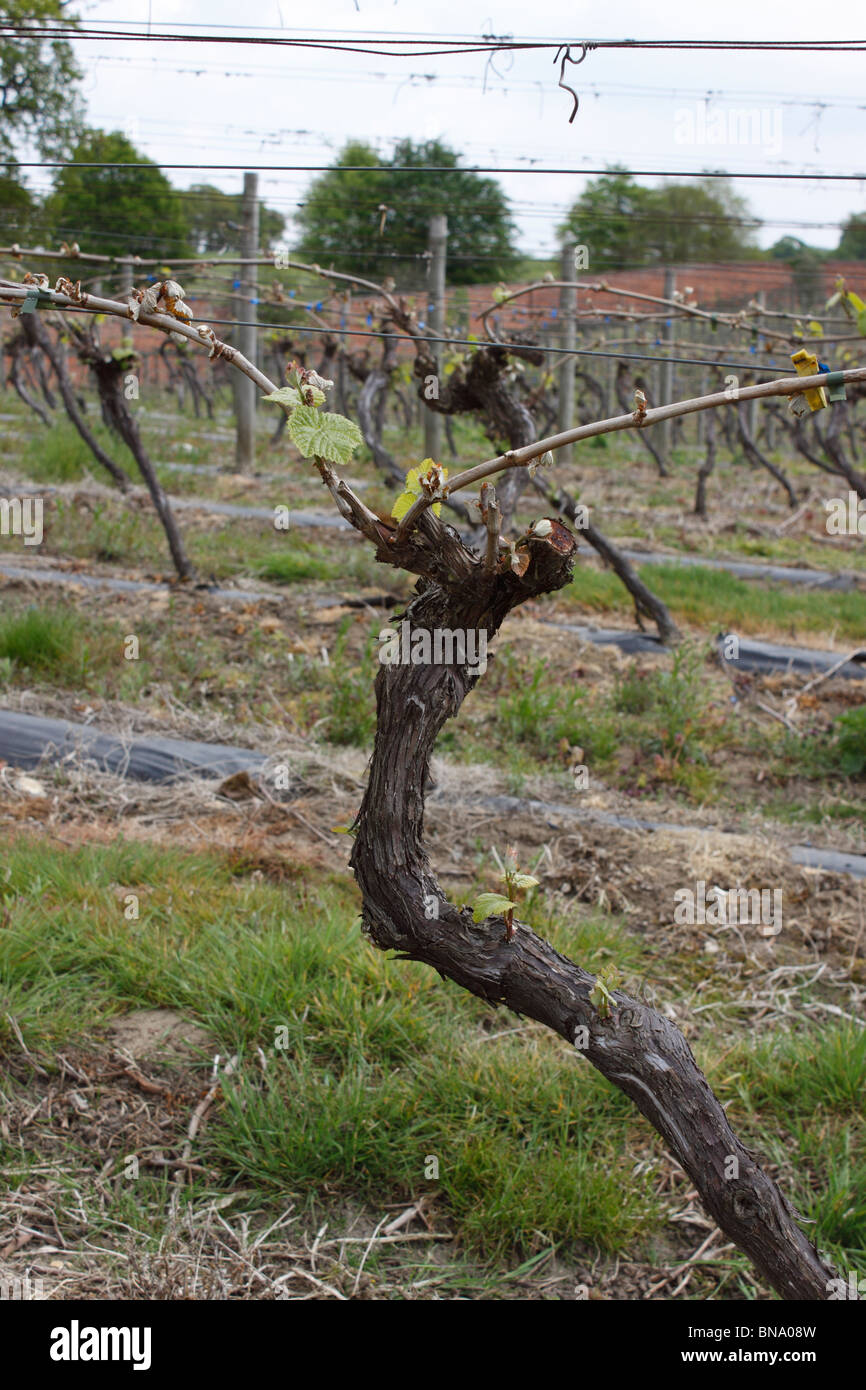 NEW SHOOTS ON A GRAPE VINE IN EARLY SUMMER Stock Photo - Alamy