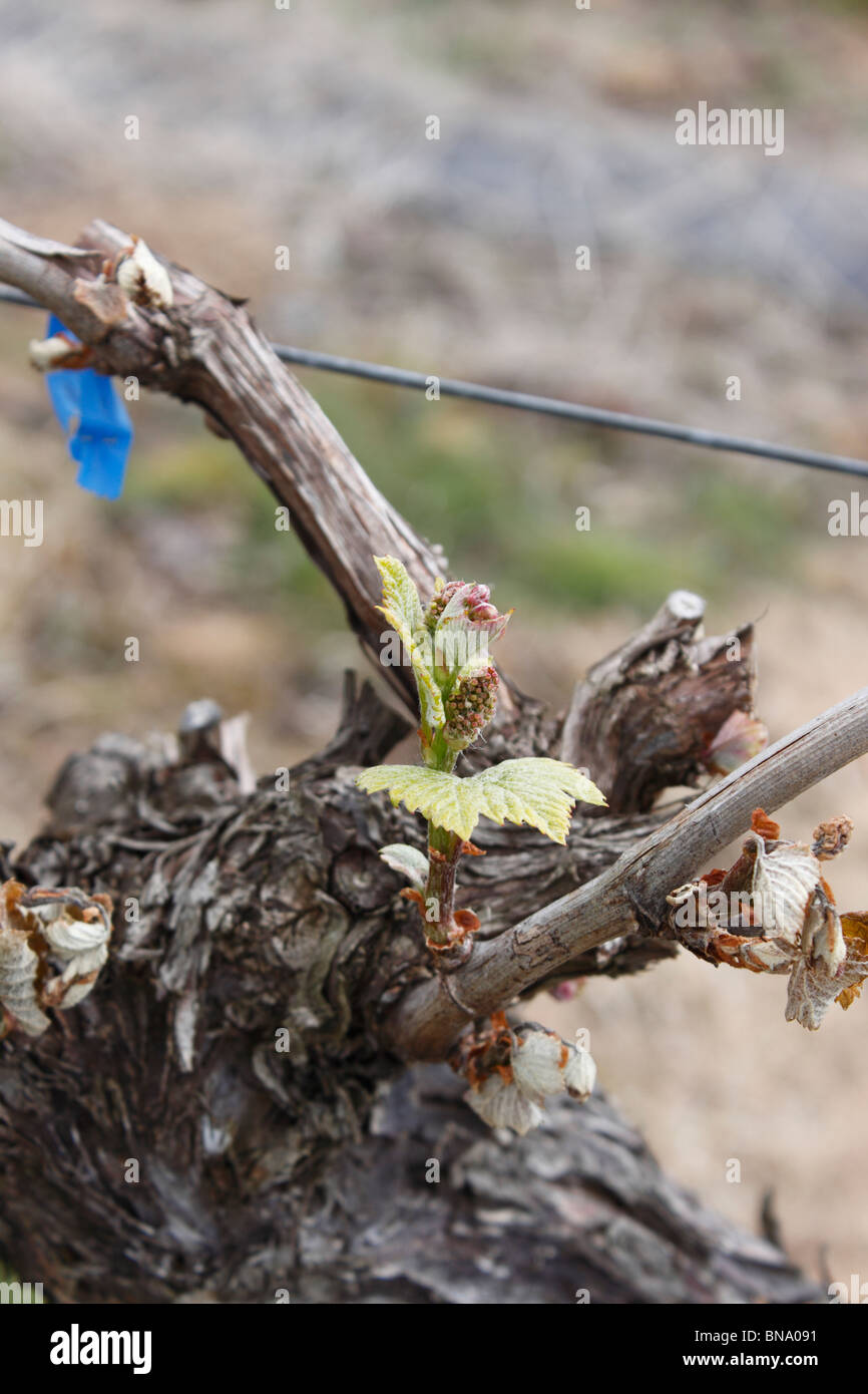 Grape vine young shoot hi-res stock photography and images - Alamy