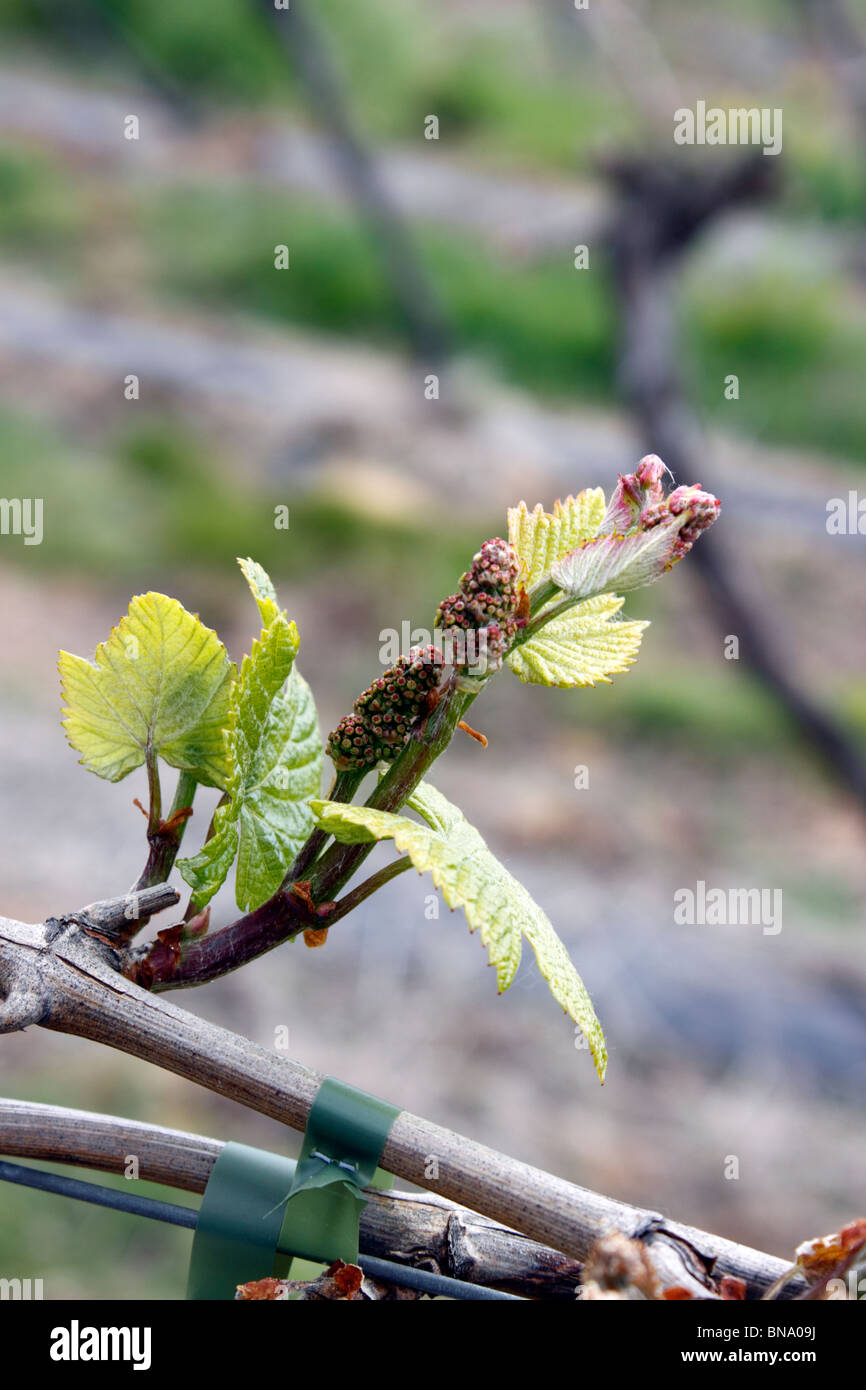 British grape vine hi-res stock photography and images - Alamy
