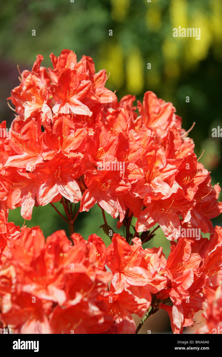Mount Pleasant Gardens, England. Colourful spring view of orange ...