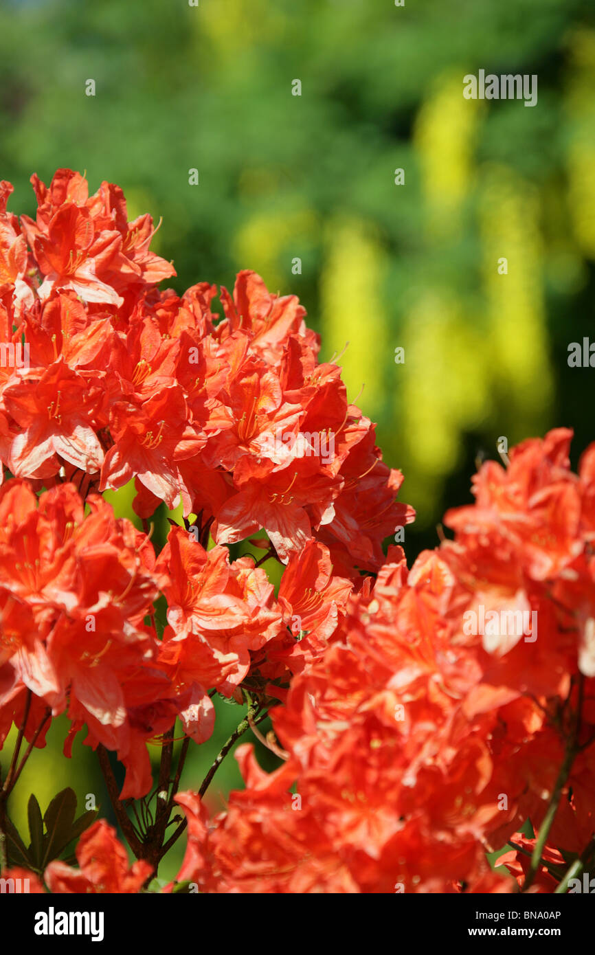 Mount Pleasant Gardens, England. Colourful spring view of orange ...