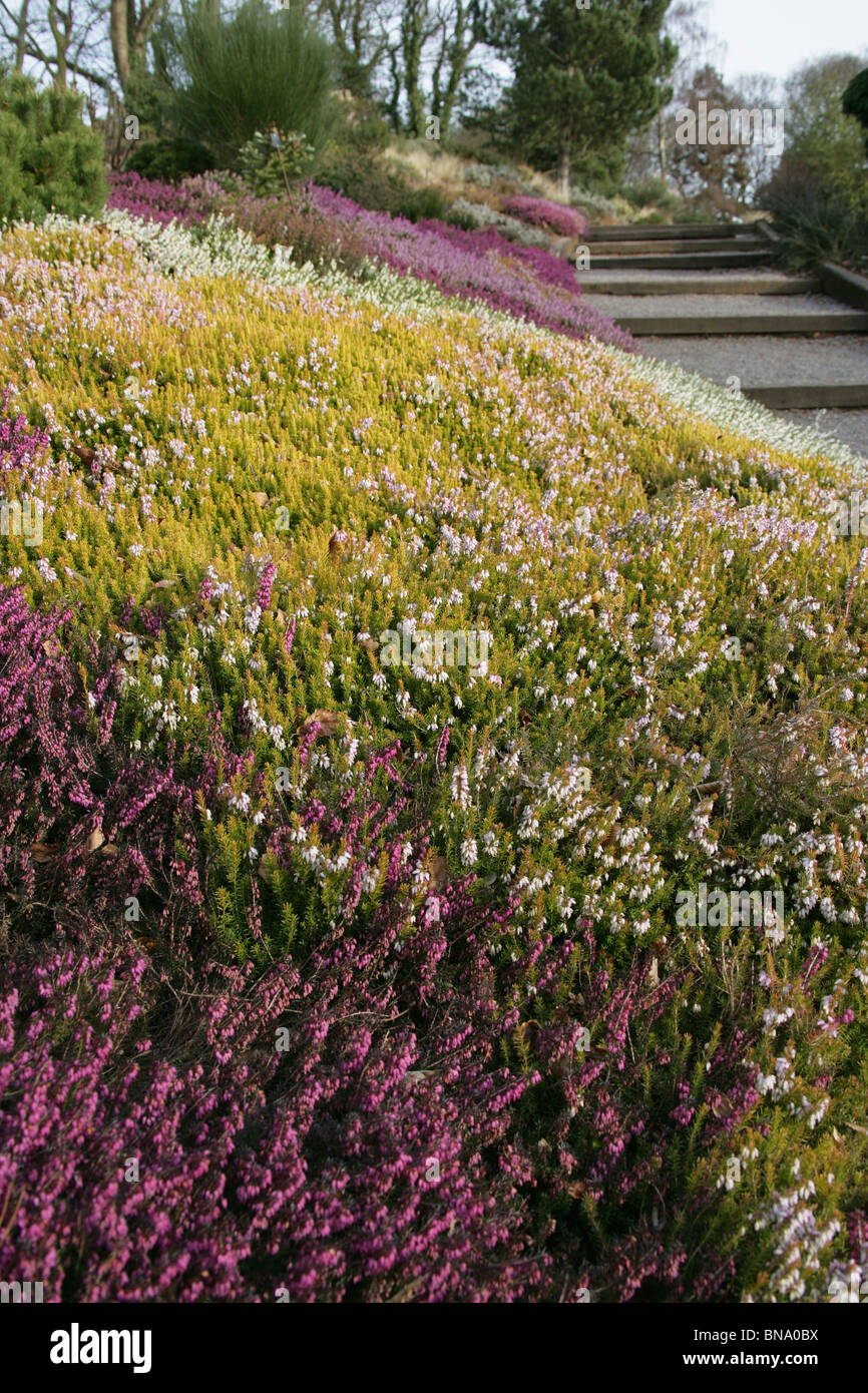 Heather gardens hi-res stock photography and images - Alamy