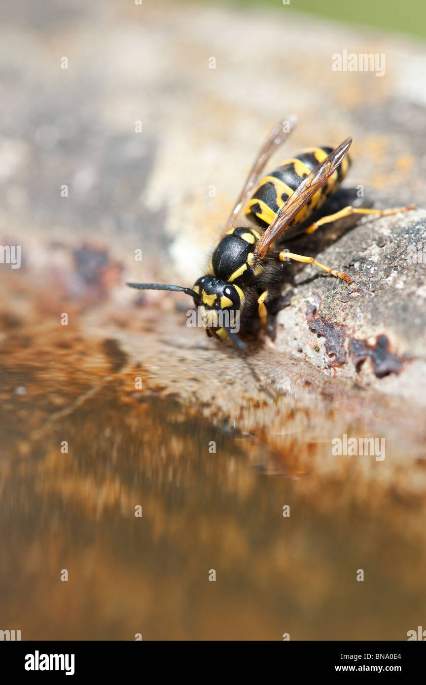 Vespula vulgaris. Common wasp. Yellowjacket wasp drinking from a bird ...