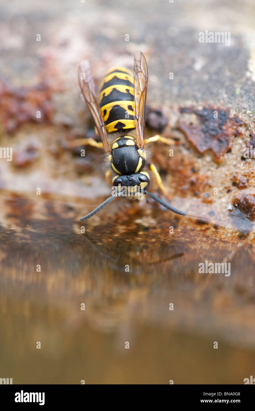 Vespula vulgaris. Common wasp. Yellowjacket wasp drinking from a bird ...