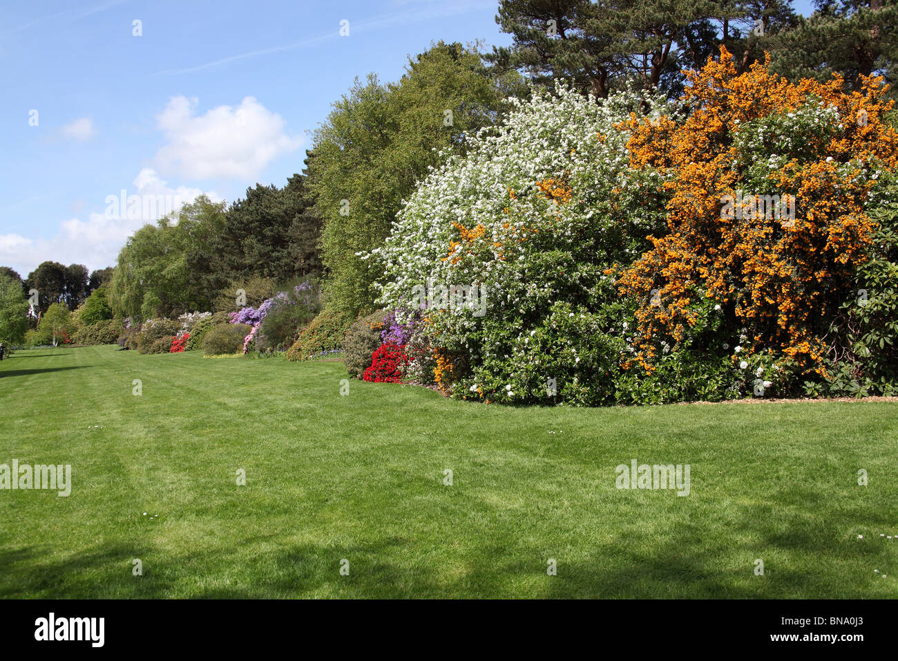 Ness Botanic Gardens, England. Spring view of the Rhododendron Border ...