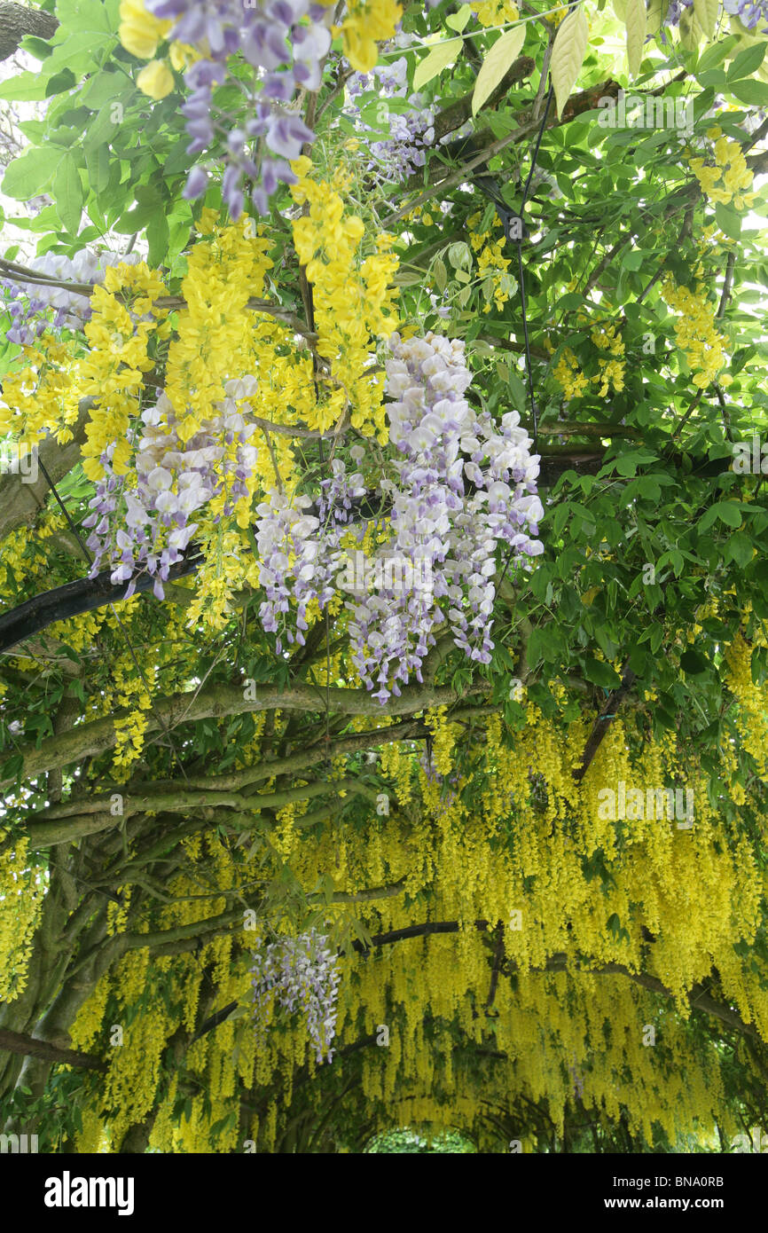 Ness Botanic Gardens, England. Spring view of the laburnum arch ...