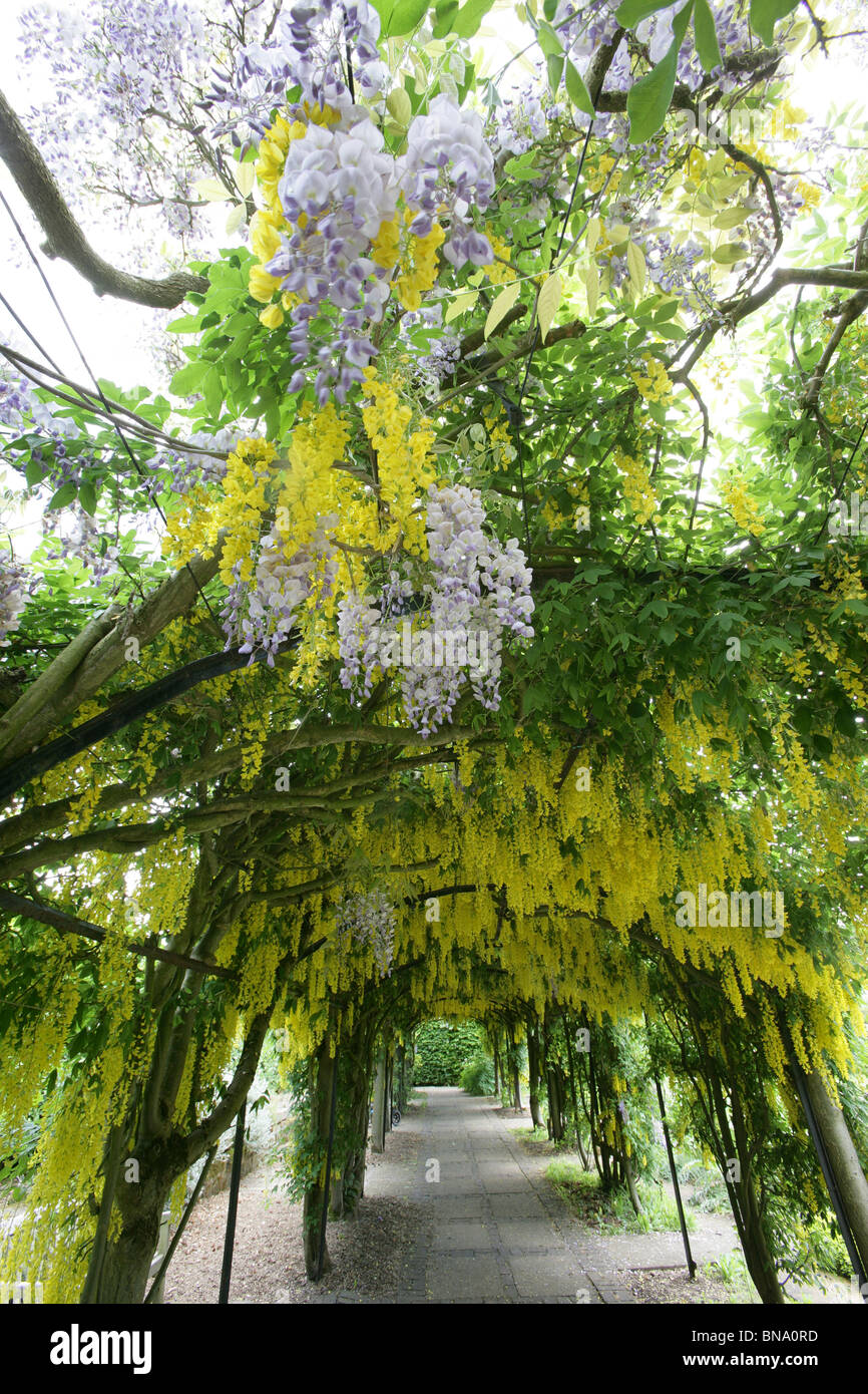 Laburnum arch hi-res stock photography and images - Alamy