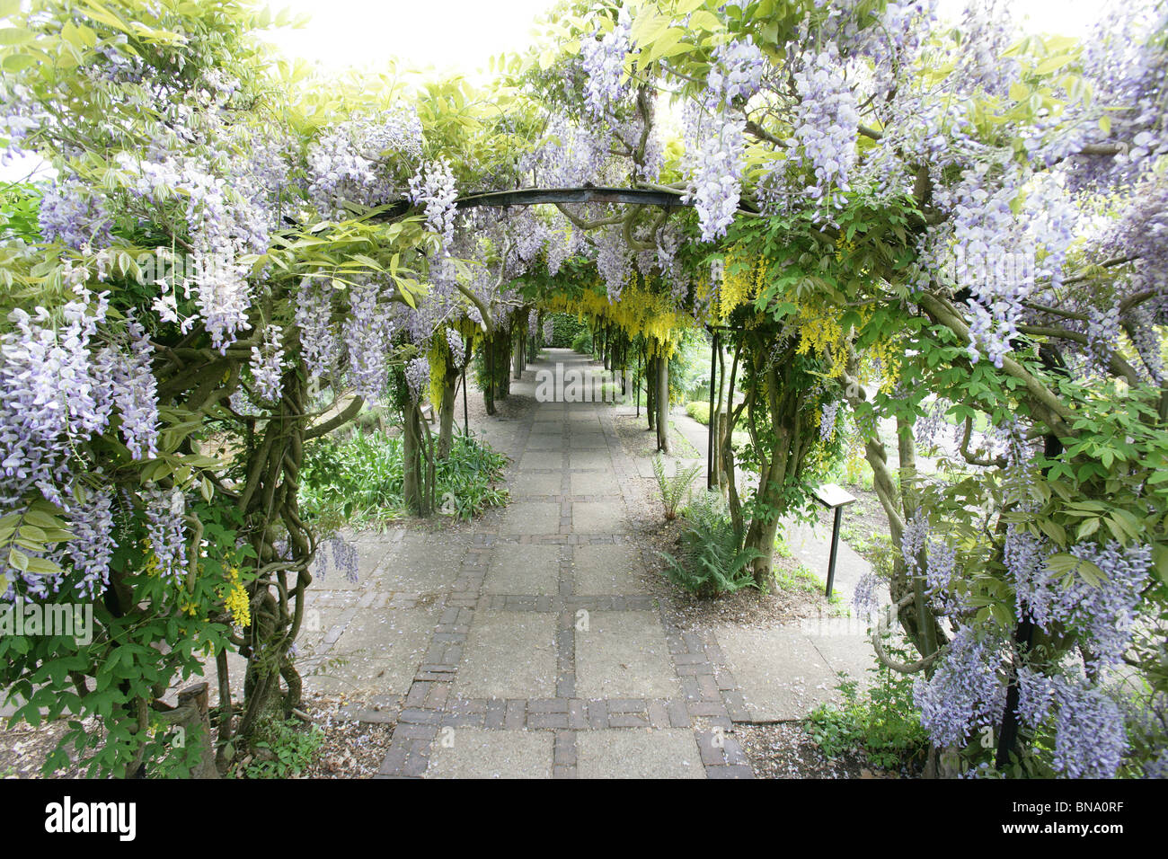 Laburnum arch hi-res stock photography and images - Alamy