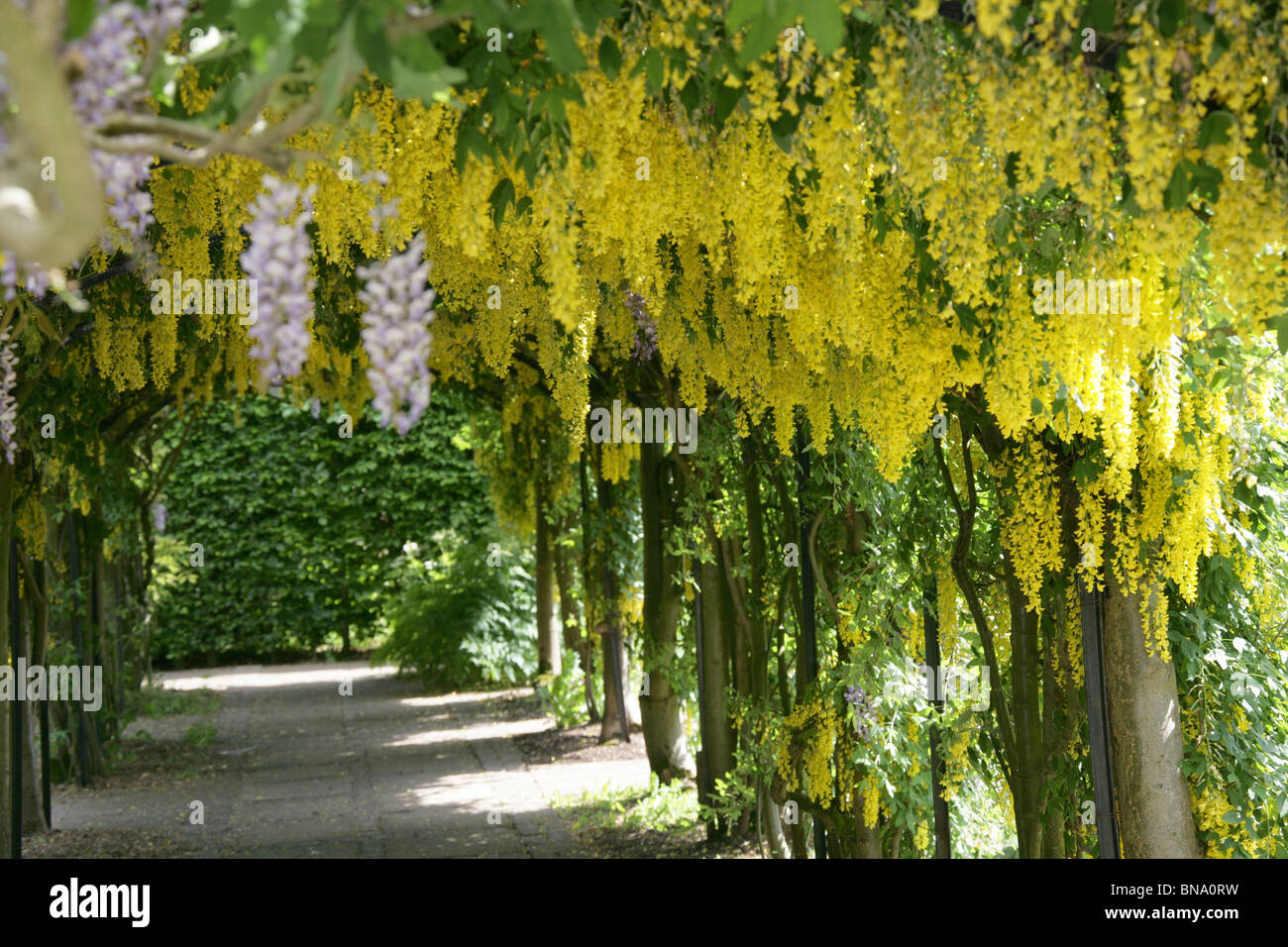 Laburnum arch hi-res stock photography and images - Alamy
