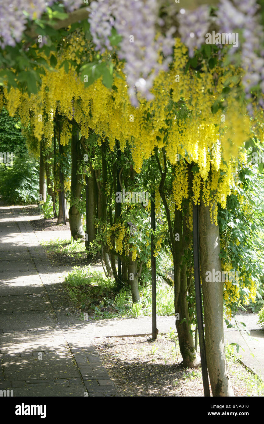 Ness Botanic Gardens, England. Spring view of the laburnum arch ...