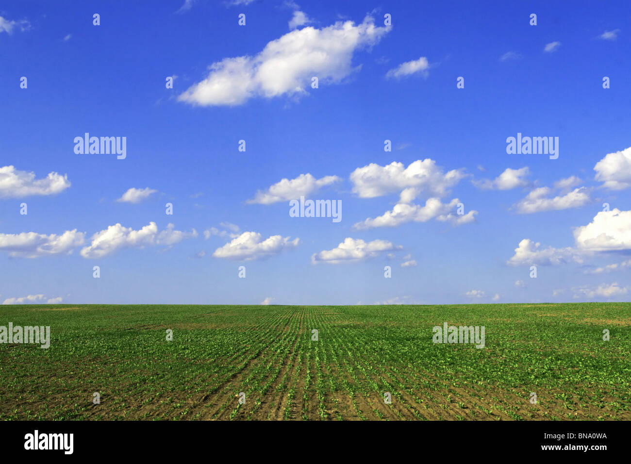 Green agricultural sow field with a blue sky Stock Photo - Alamy