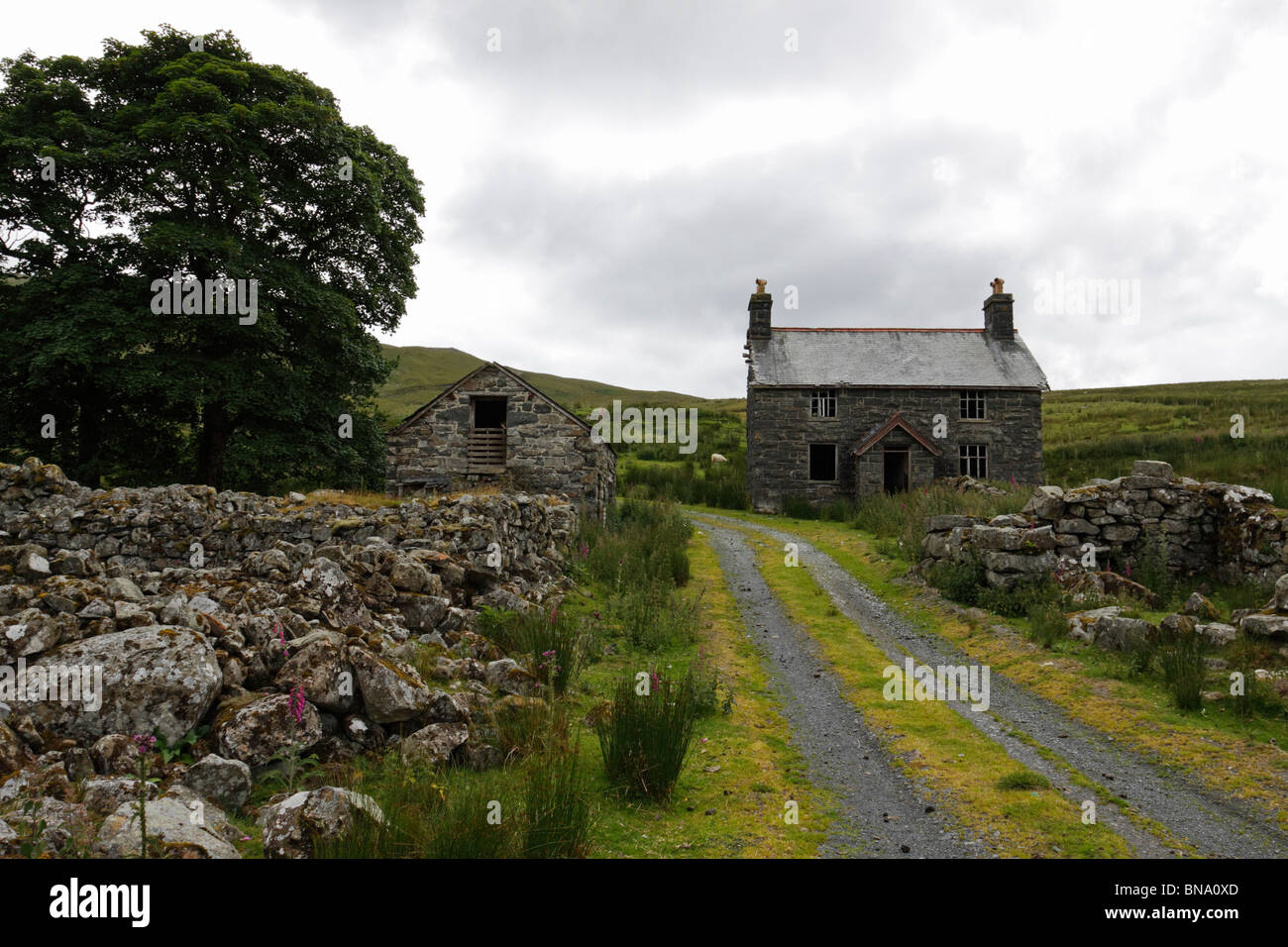 The ruined farmhouse and outbuildings at Amnodd-bwll, below the ...
