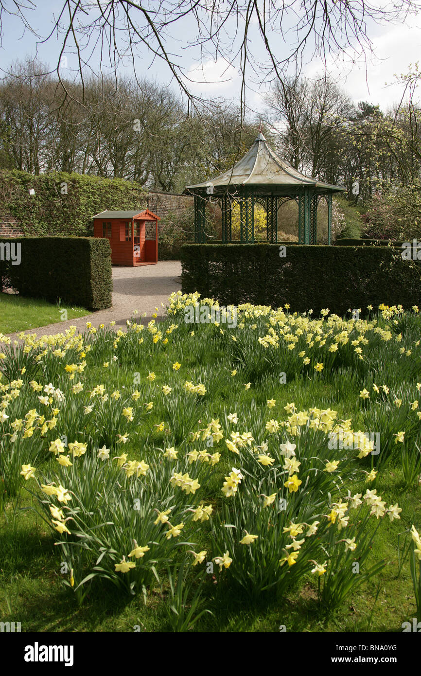 Norton Priory Museum & Gardens. Daffodils in the orchard of Norton ...