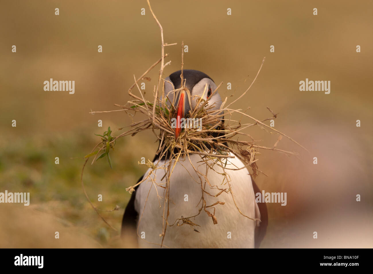 Puffin nesting island hi-res stock photography and images - Alamy