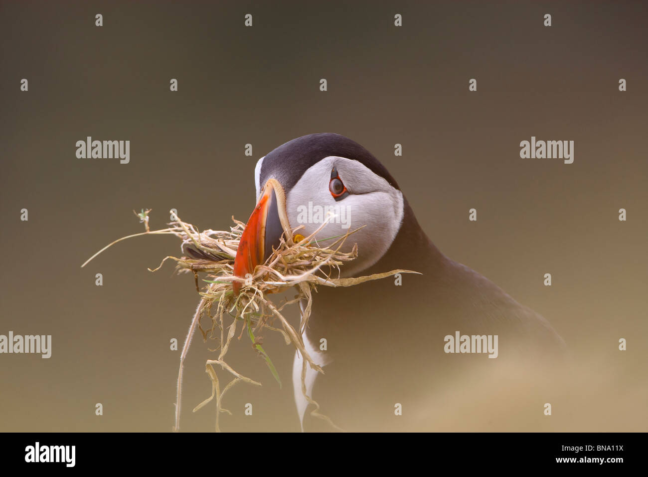 Puffin nesting uk hi-res stock photography and images - Alamy