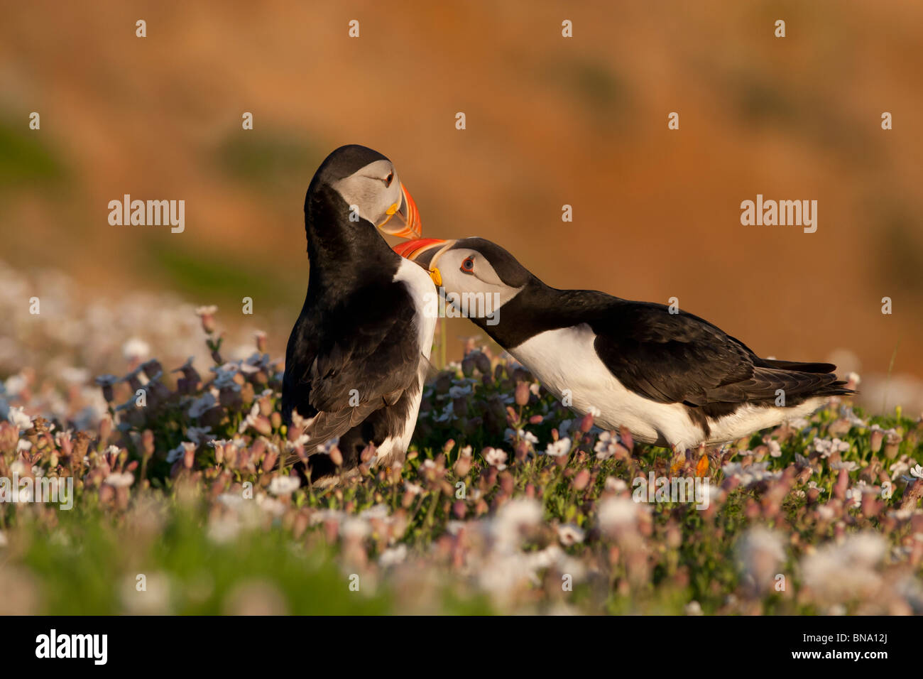 Courtship display birds hi-res stock photography and images - Alamy