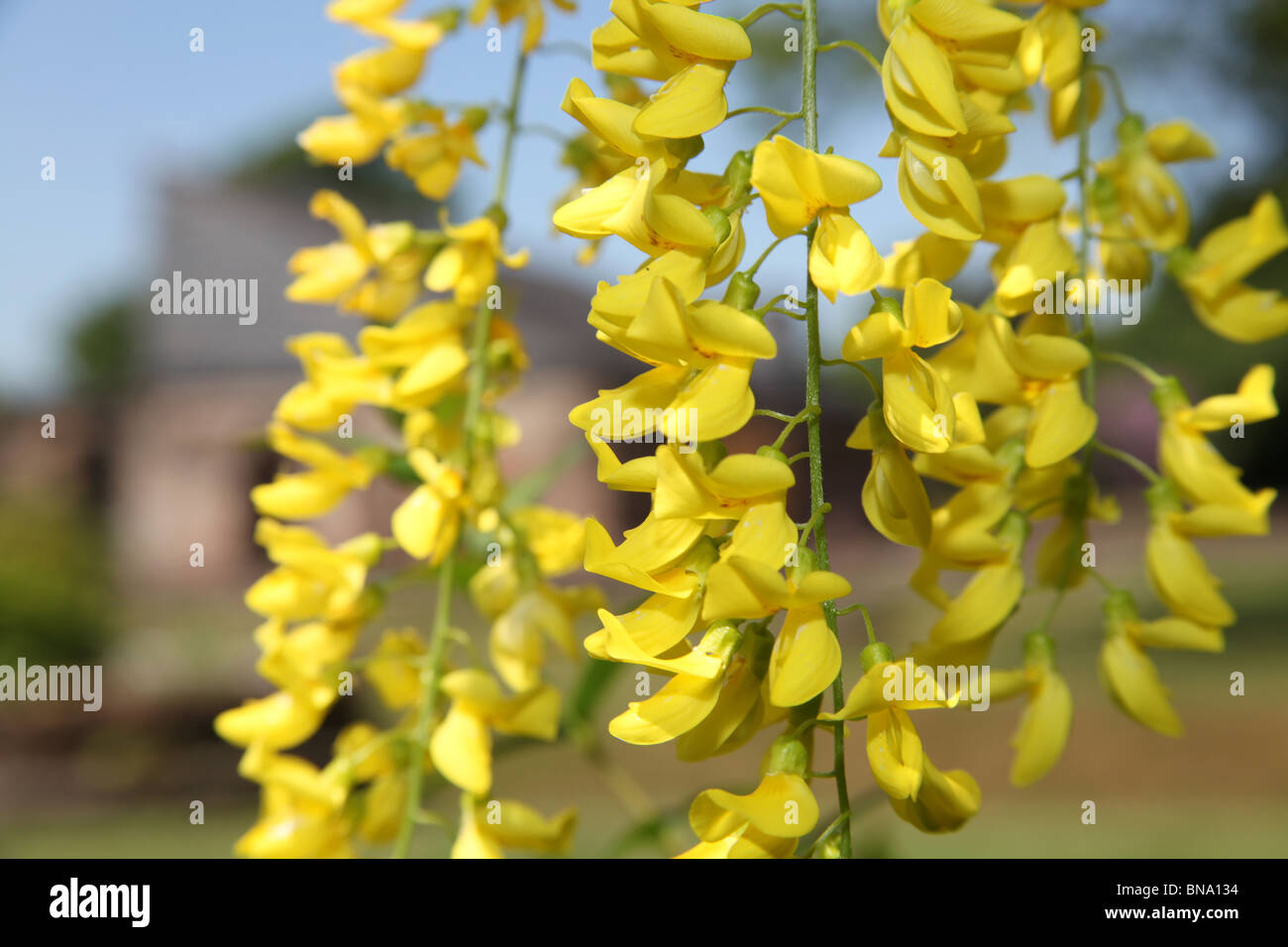Norton Priory Museum & Gardens. A laburnum arch with the Norton Priory ...