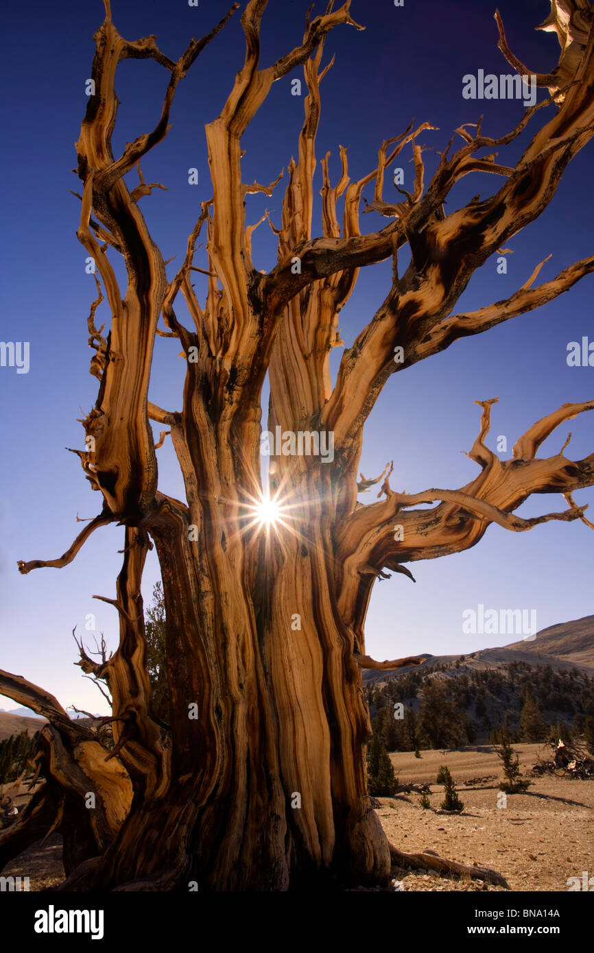 Bristlecone pine trees hi-res stock photography and images - Alamy