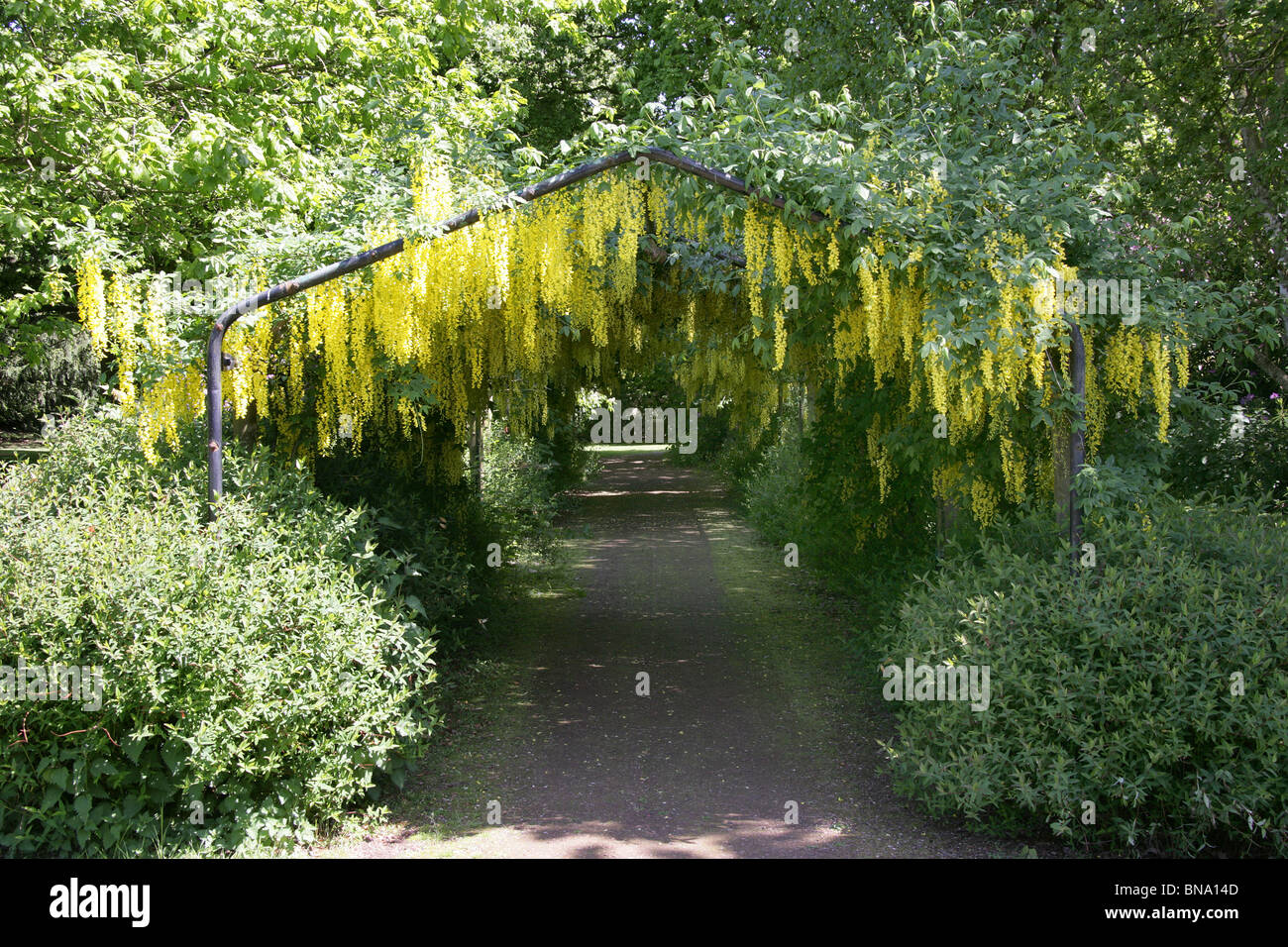 Norton Priory Museum & Gardens. A late spring view of a laburnum arch ...