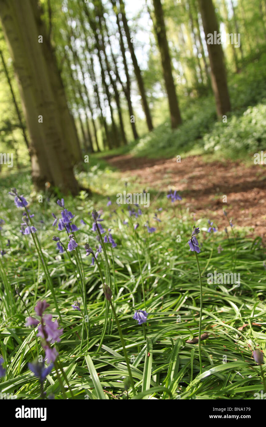 The Quinta Arboretum, England. Angled spring view of bluebells by the ...