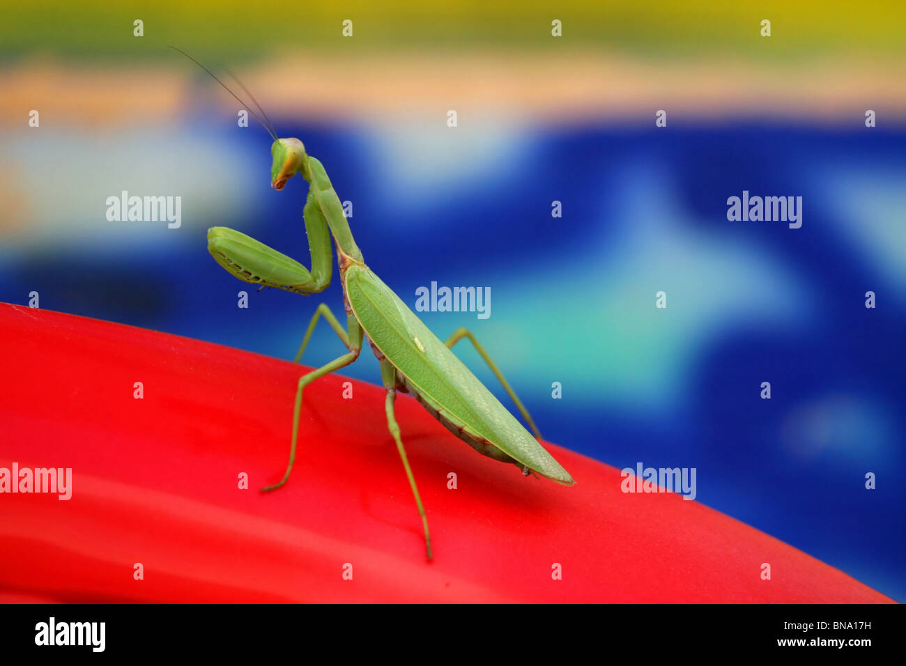 Praying Mantis waiting to strike against red and blue background Stock ...