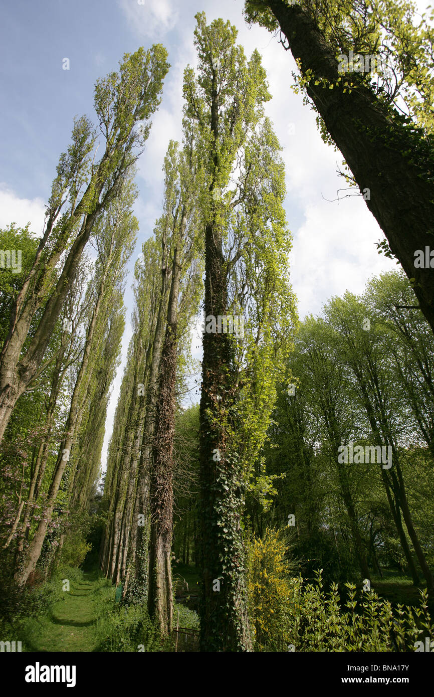 Black poplar tree hi-res stock photography and images - Alamy