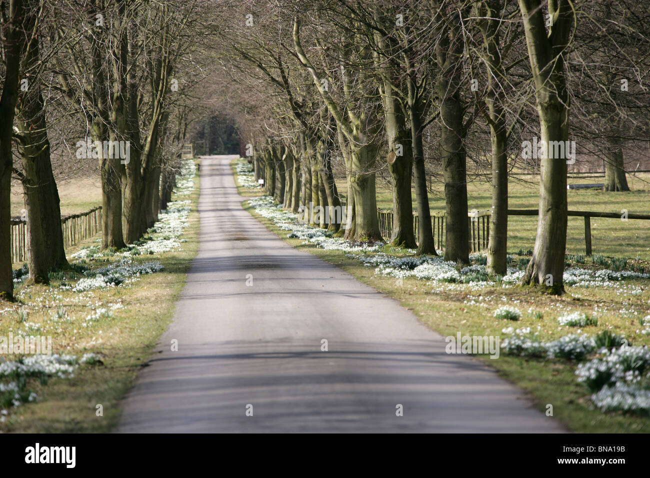Rode Hall Country House and Gardens. Snowdrops growing by the side of ...