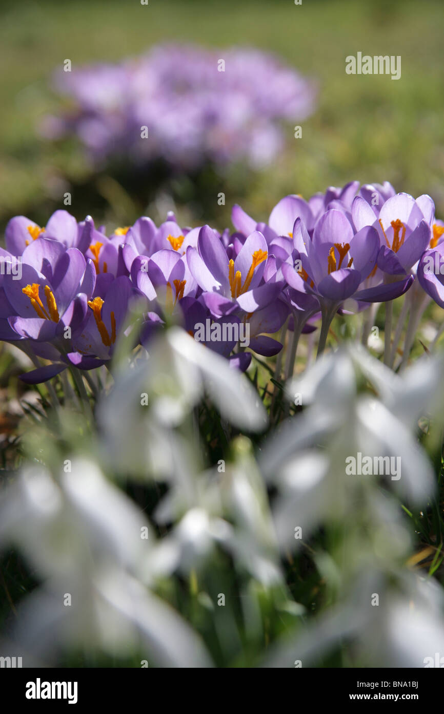 Cheshire gardens of distinction hi-res stock photography and images - Alamy