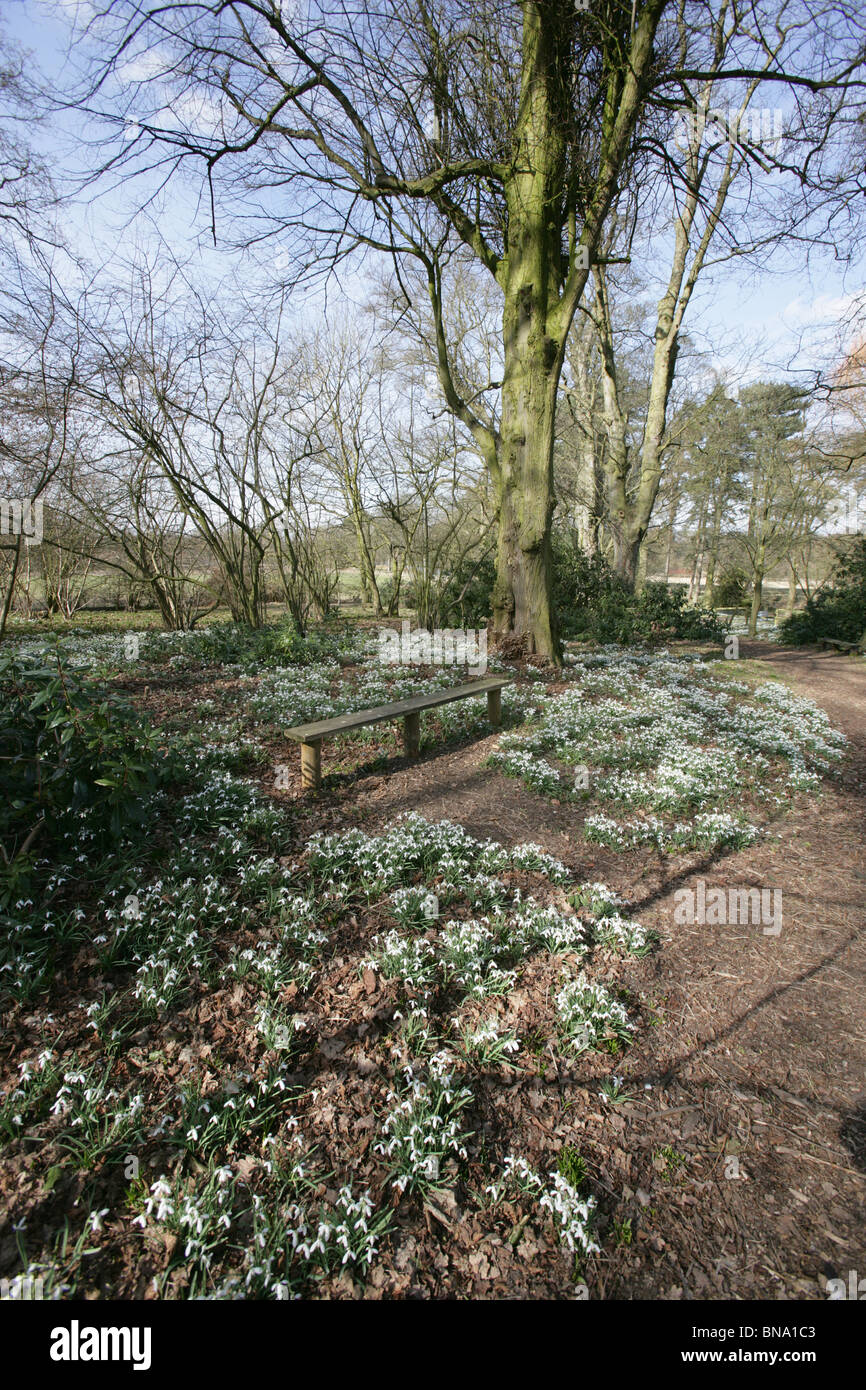 Rode Hall Country House and Gardens. Snowdrop season at Rode Hall ...