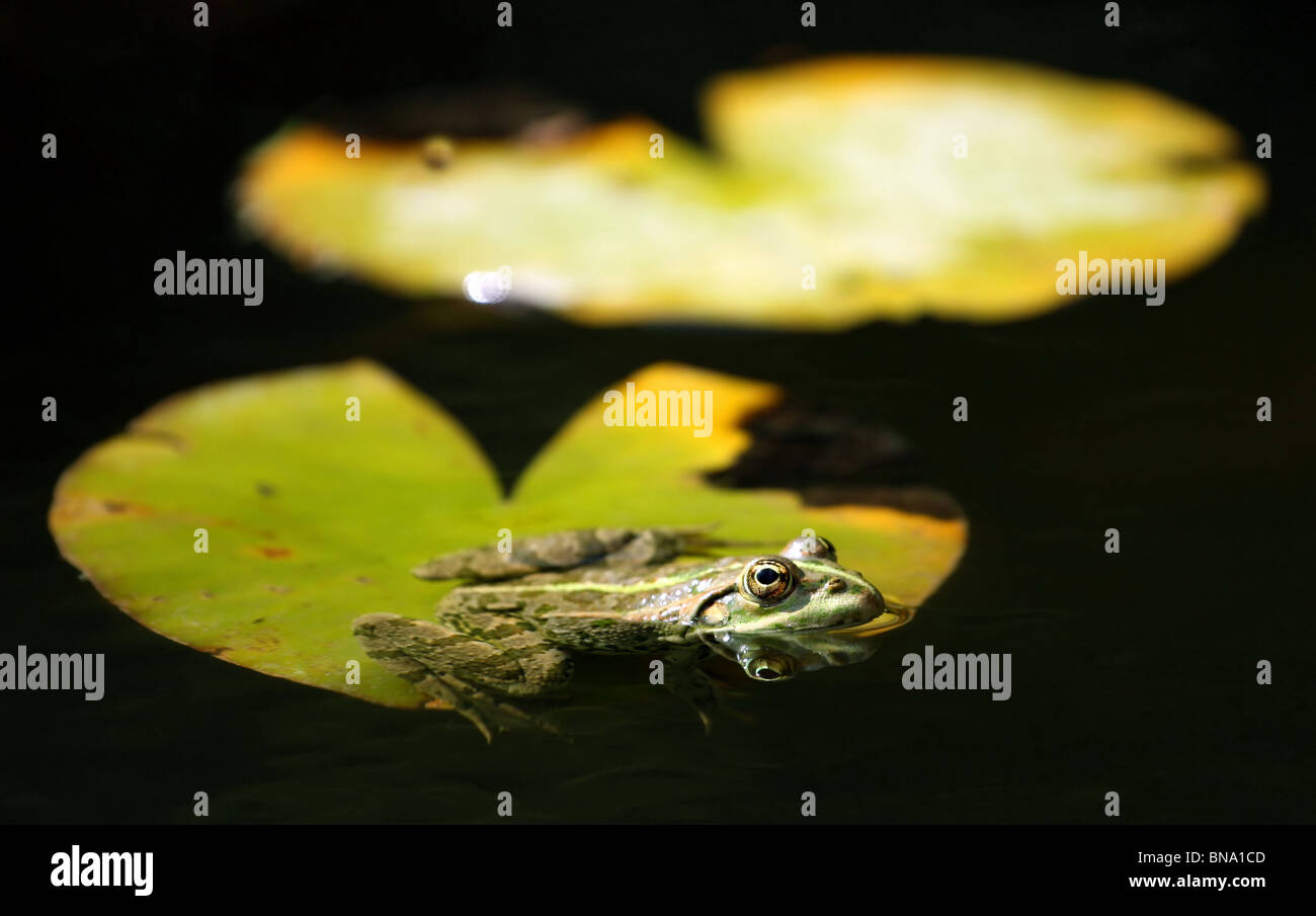 A common water frog sitting on leaves in a pond Stock Photo - Alamy