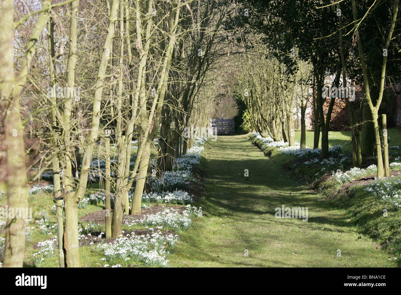 Rode hall and gardens snowdrops hi-res stock photography and images - Alamy