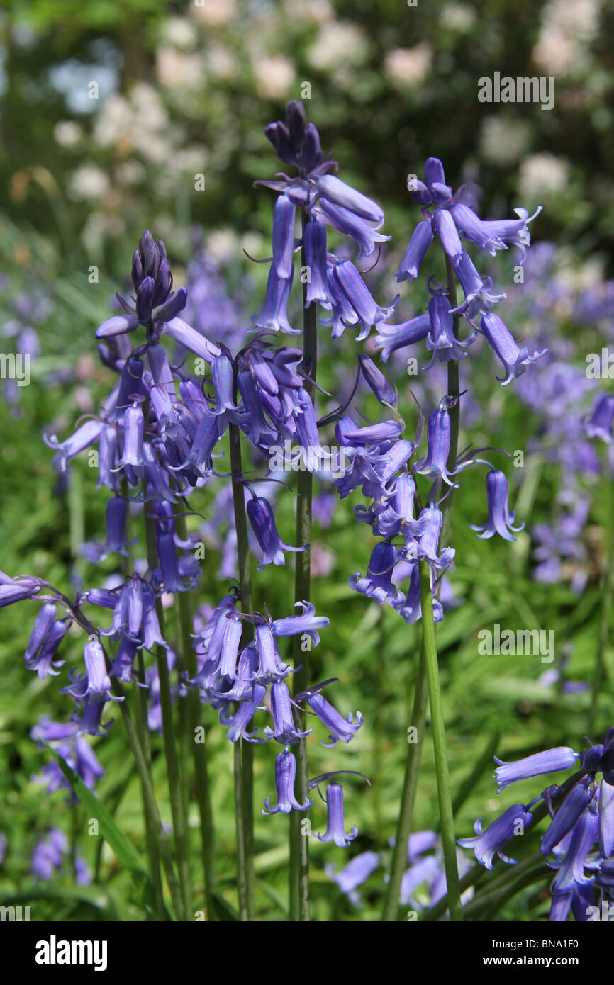 Rode hall gardens hi-res stock photography and images - Alamy