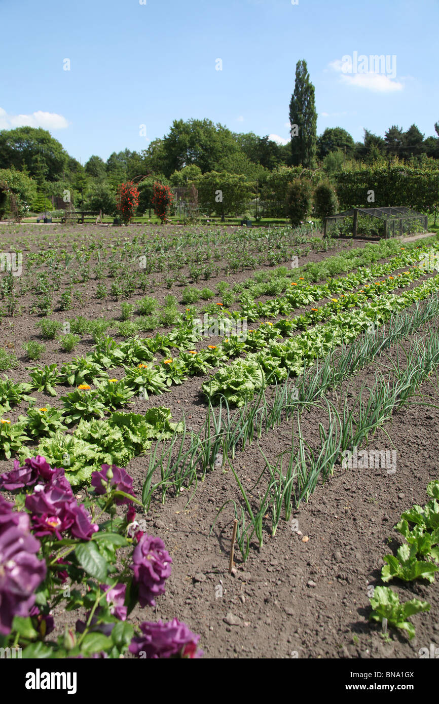 Vegetable plot plots hi-res stock photography and images - Alamy