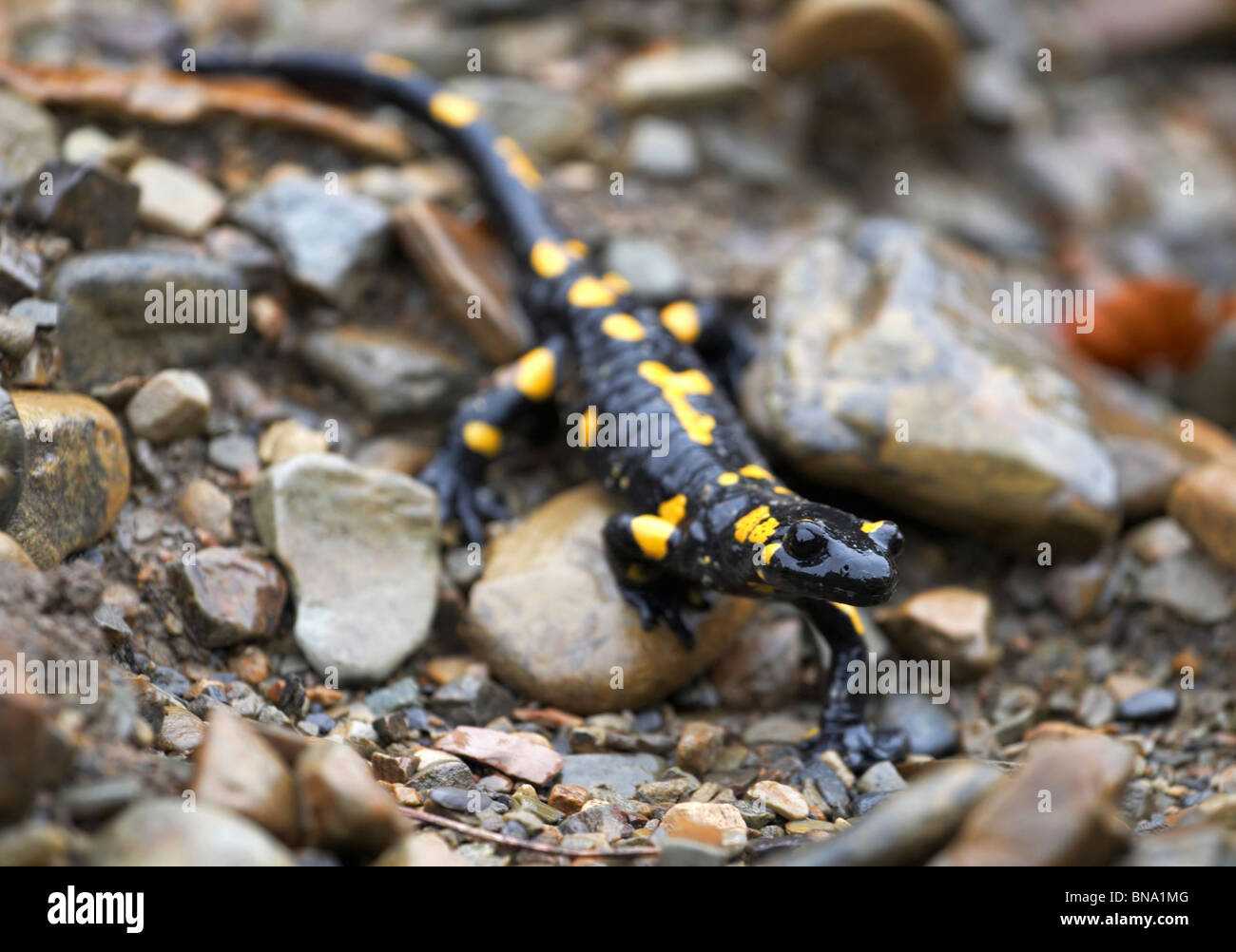 Colorful salamander hi-res stock photography and images - Alamy