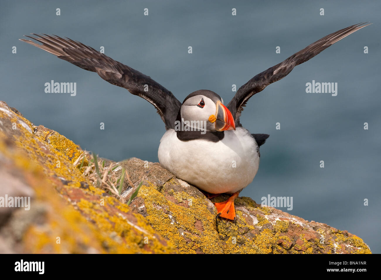Puffin With Wings Stretched High Resolution Stock Photography and ...