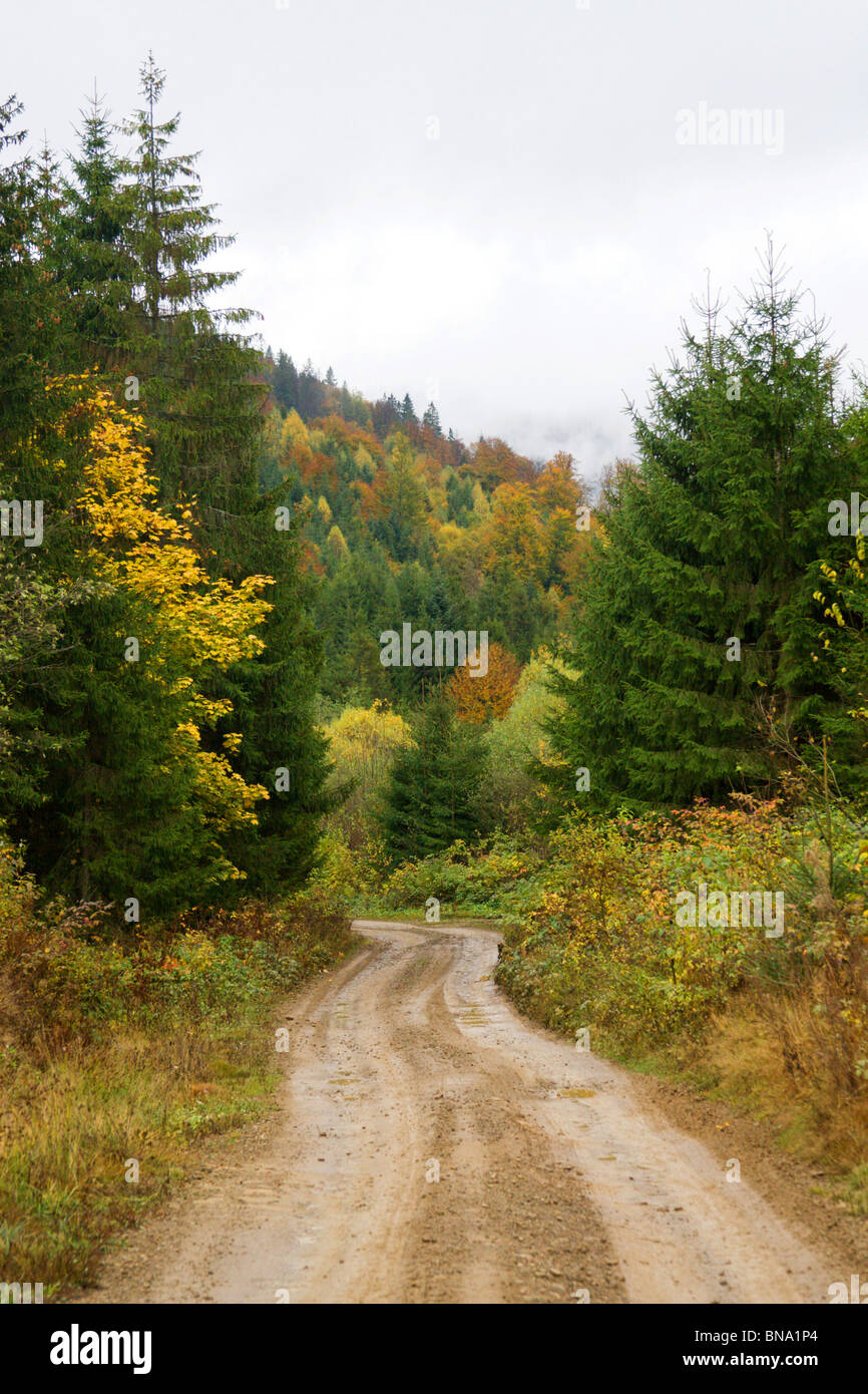 Autumn landscape forest path hi-res stock photography and images - Alamy