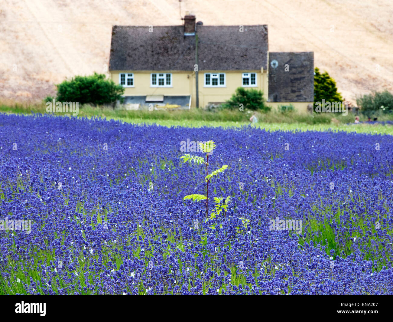 england gloucestershire the cotswolds snowshill lavender farm lavender ...
