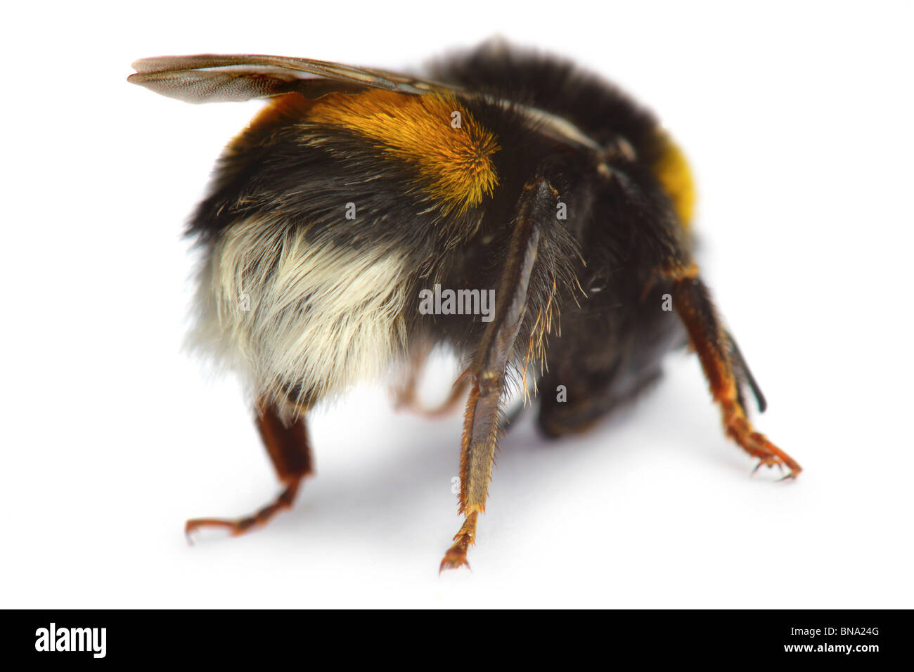 bumblebee on white Stock Photo - Alamy
